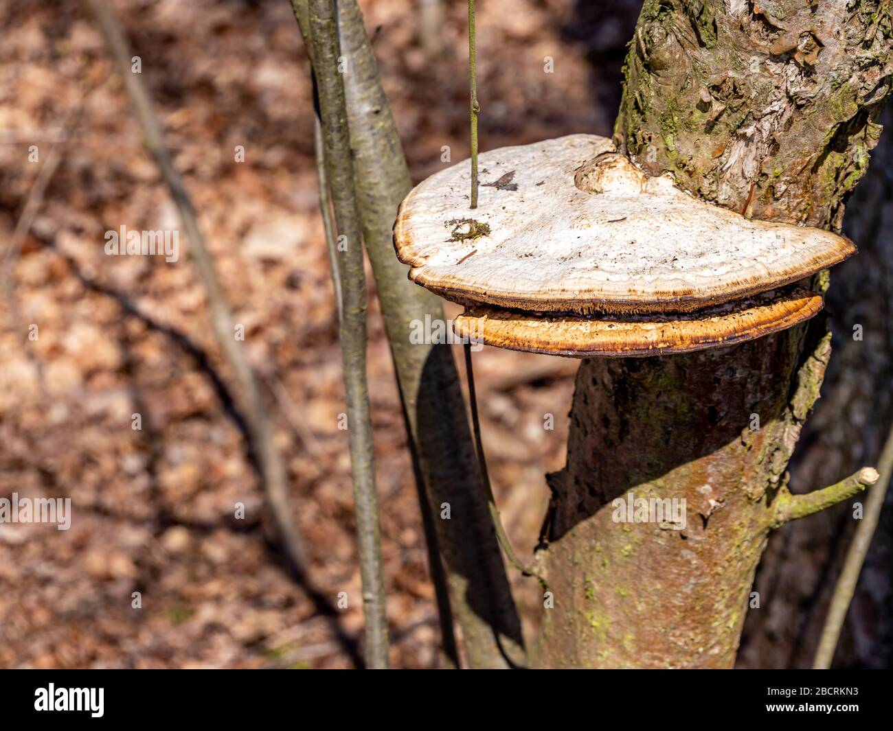 Fruiting bodies on tree trunk hi-res stock photography and images - Alamy