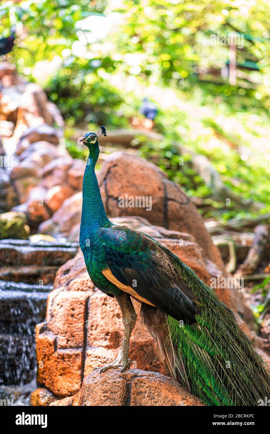 Peacock walks near the waterfall. Beautiful graceful bird. Bird ...
