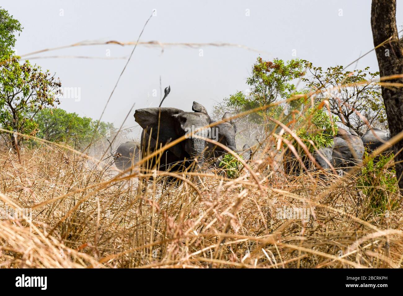Africa, West Africa, Burkina Faso, Pô region, Nazinga national park. A ...