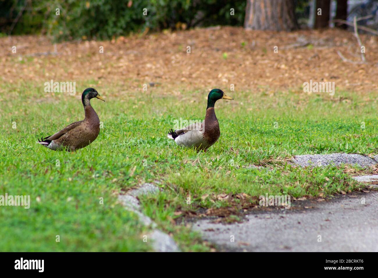 Mallard cross duck hi-res stock photography and images - Alamy