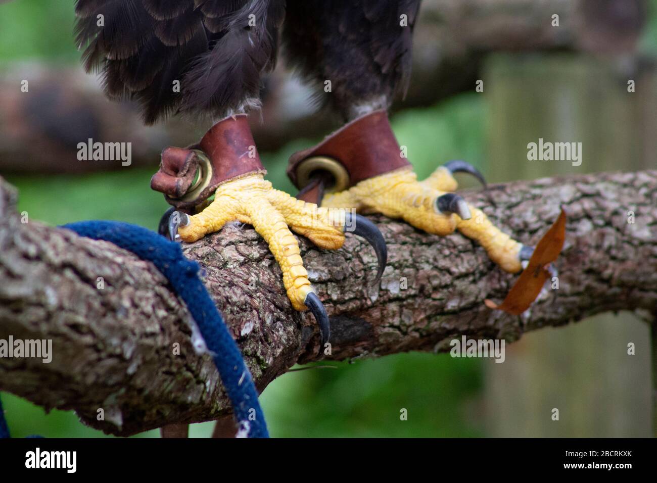 the yellow claws or talons of a bald eagle tied up in rehabilitation or ...