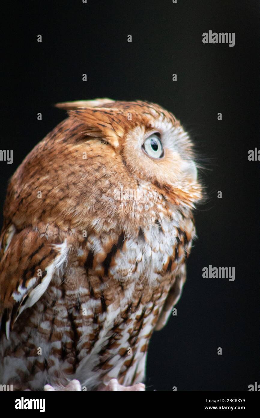 Small brown owl hi-res stock photography and images - Alamy