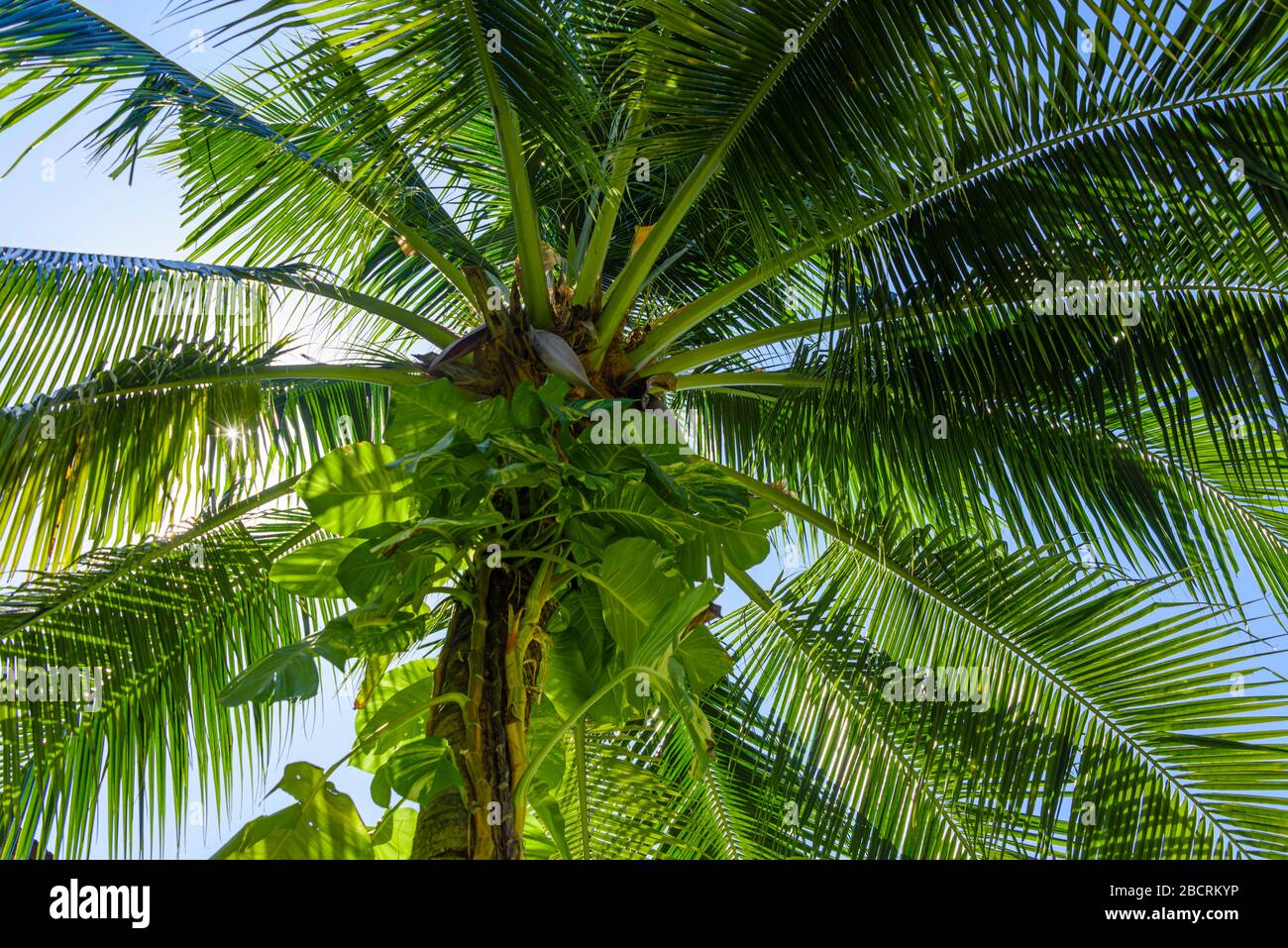 Climbing plant clambering up the trunk of a large tropical palm tree ...