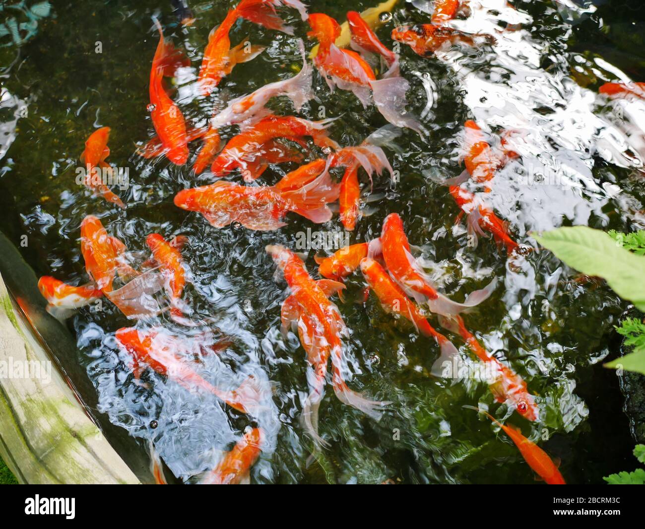 Gold fish aquarium top view hi-res stock photography and images - Alamy