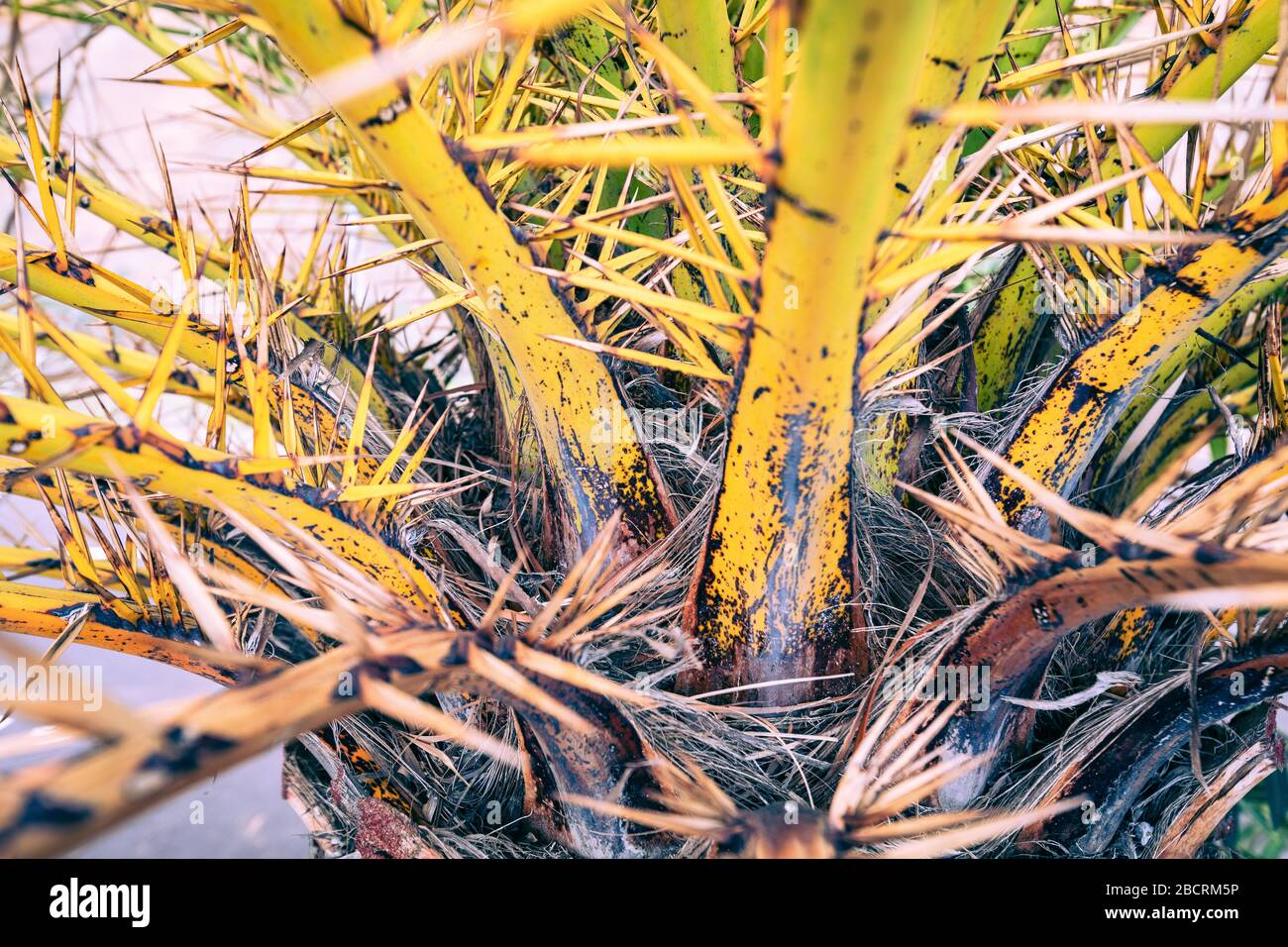 Yellow ang green palm tree leaves Stock Photo - Alamy