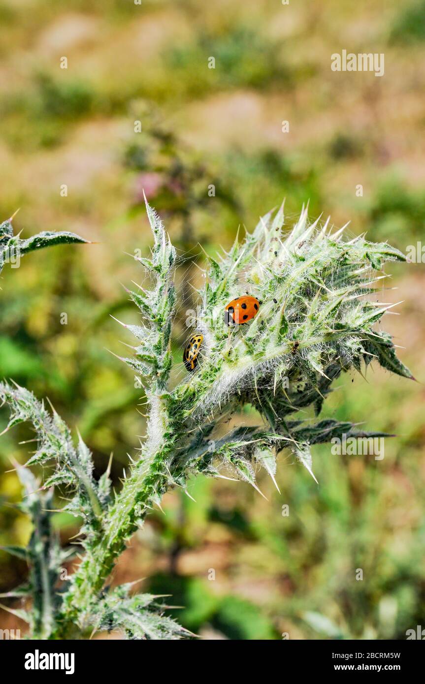 lady beetle on thistle near warburg, germany Stock Photo - Alamy