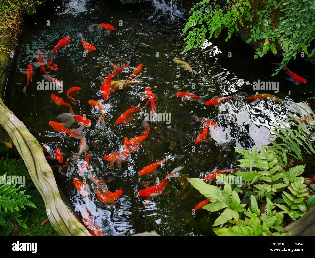 Set of golden fish swimming in pond Stock Photo - Alamy