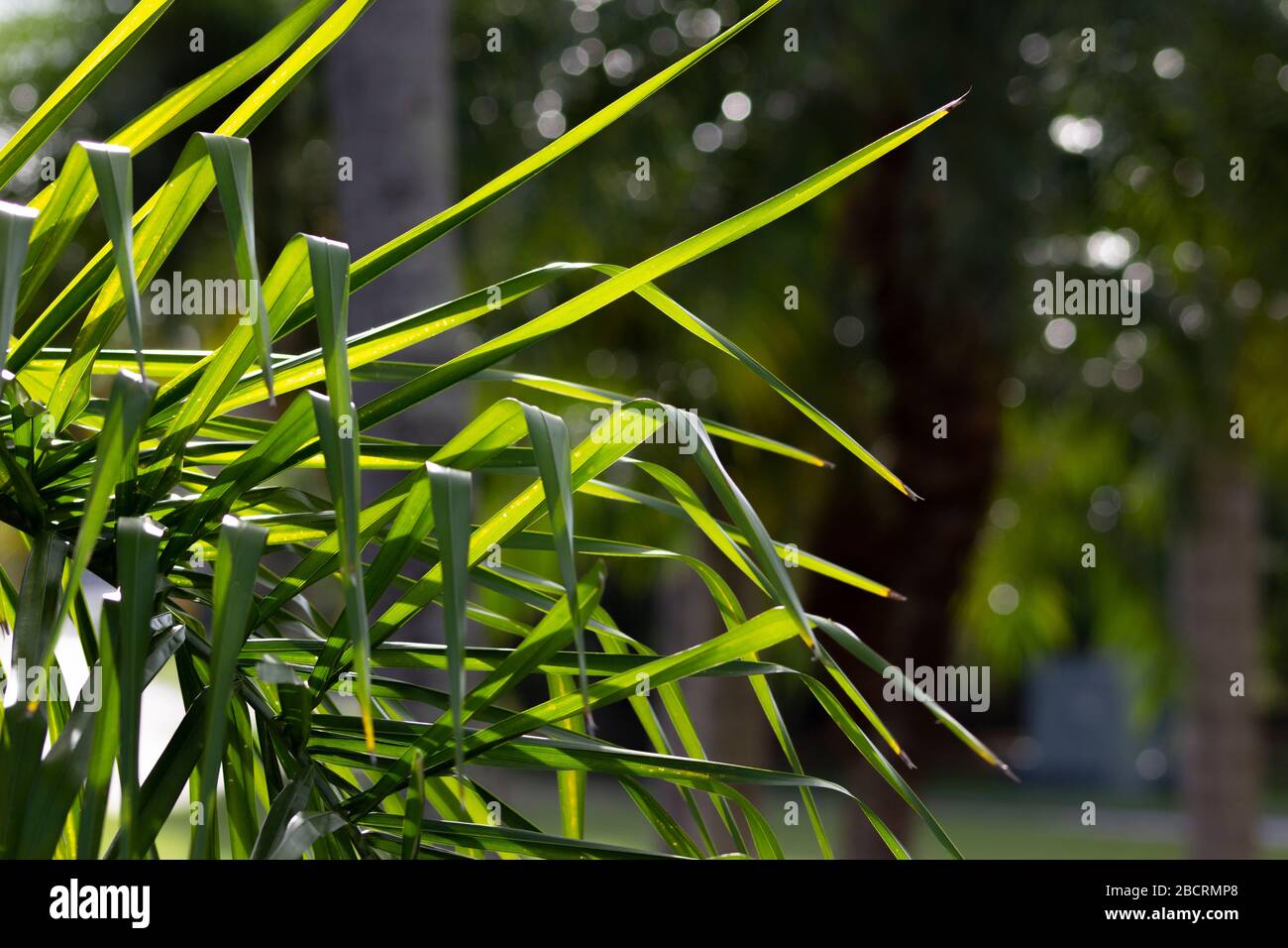green long leaves on a tree in florida Stock Photo - Alamy