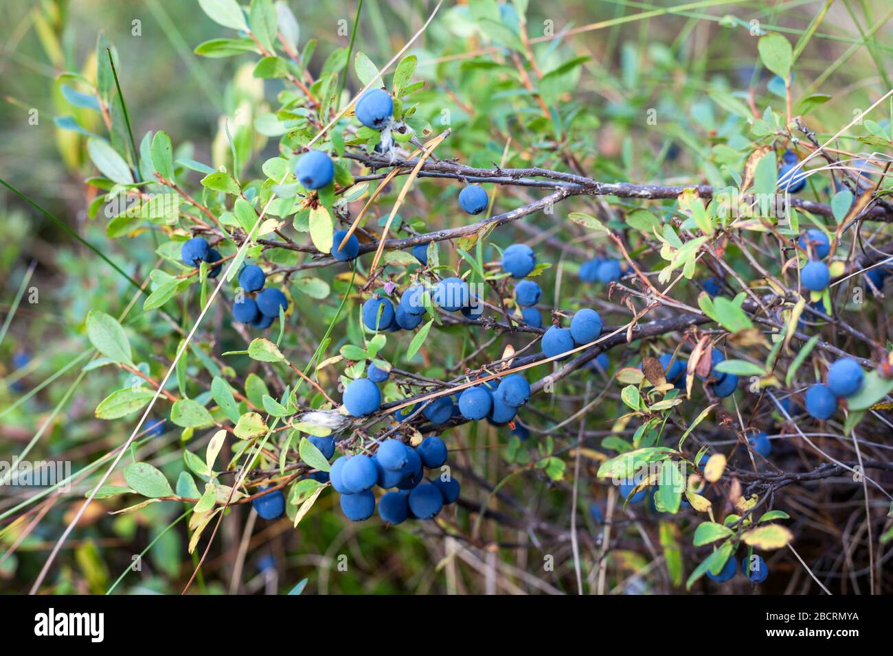 Wild swamp blueberry growing in wetlands of Karelia Stock Photo - Alamy