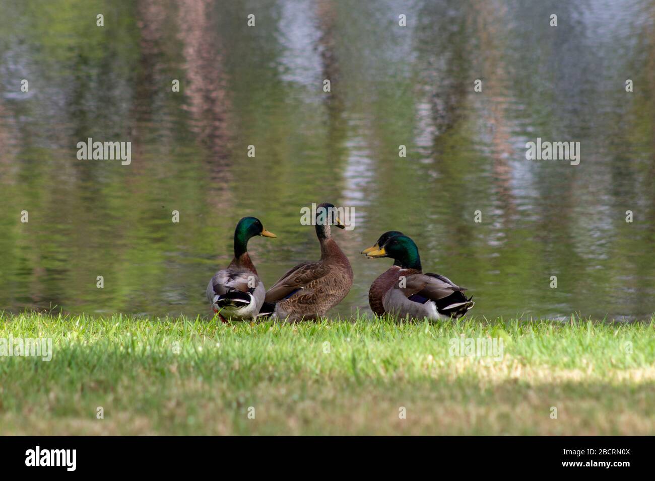 four ducks gossiping and congregating on the lawn Stock Photo - Alamy