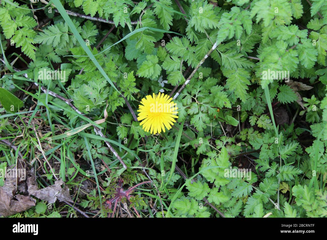 A single dandelion among grass and foliage Stock Photo - Alamy