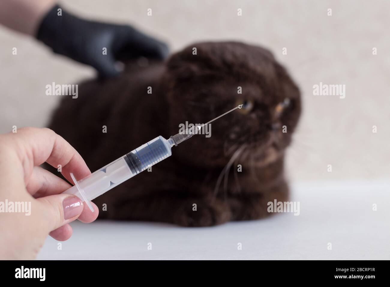Cat treatment. Cat in a medical veterinary clinic. Syringe on the ...