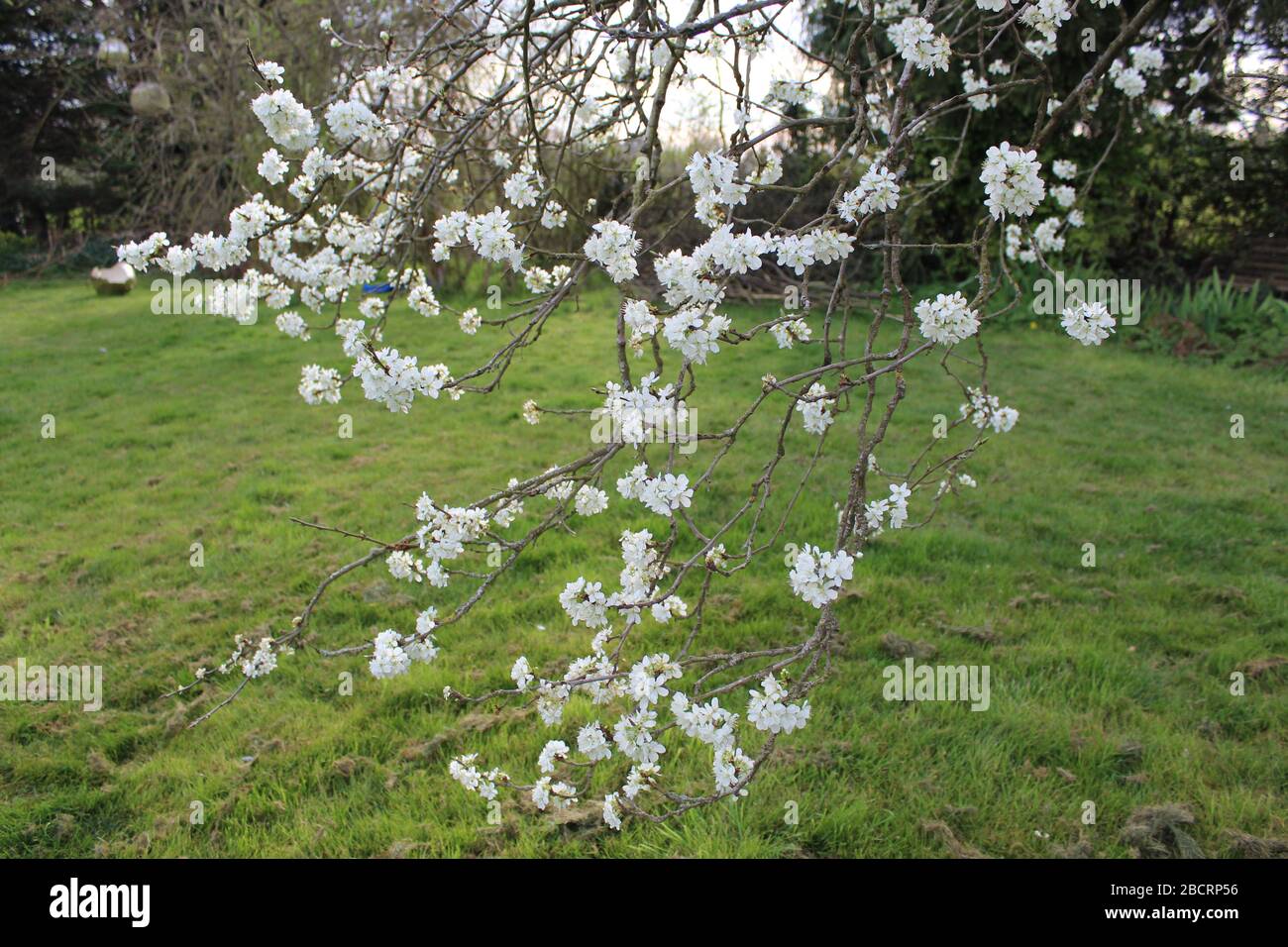 Victoria plum tree hi-res stock photography and images - Alamy