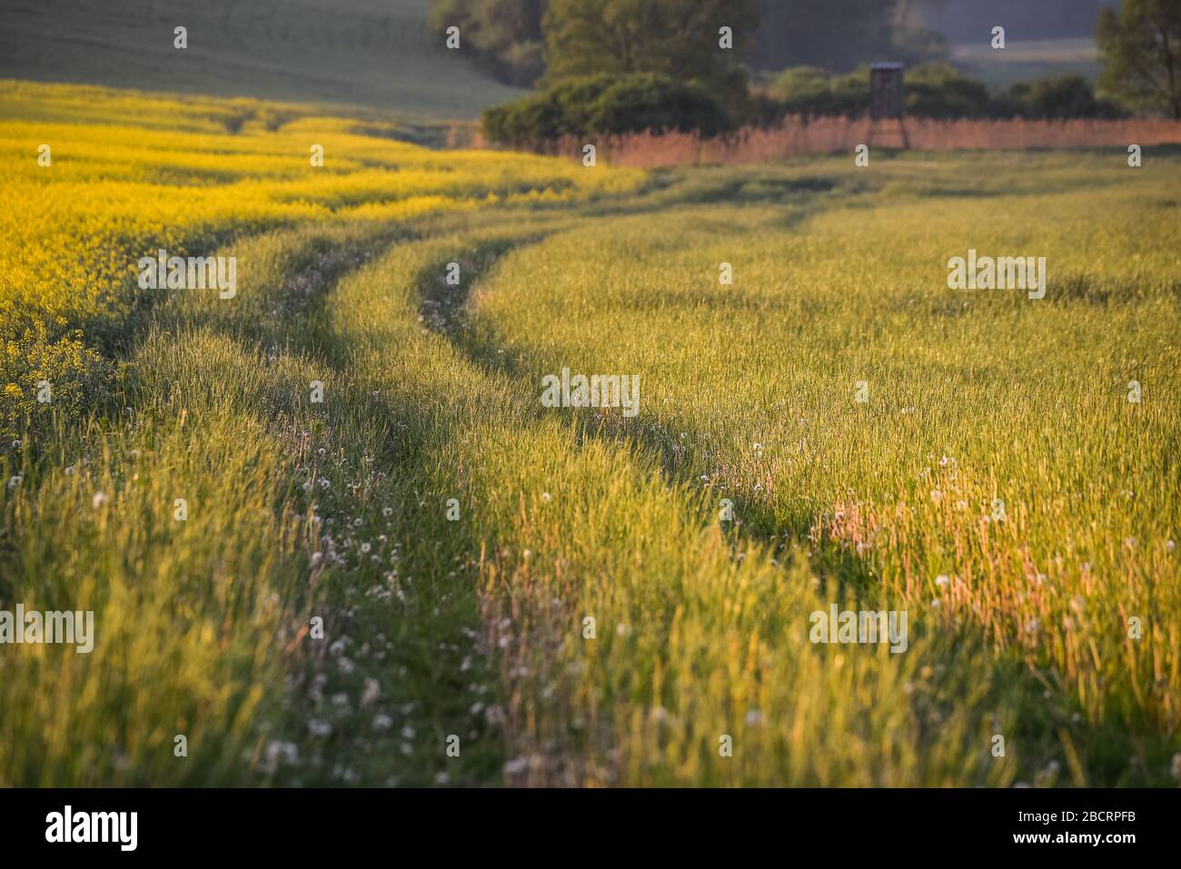 Spring calm morning nature in soft light, agricultural colza field ...