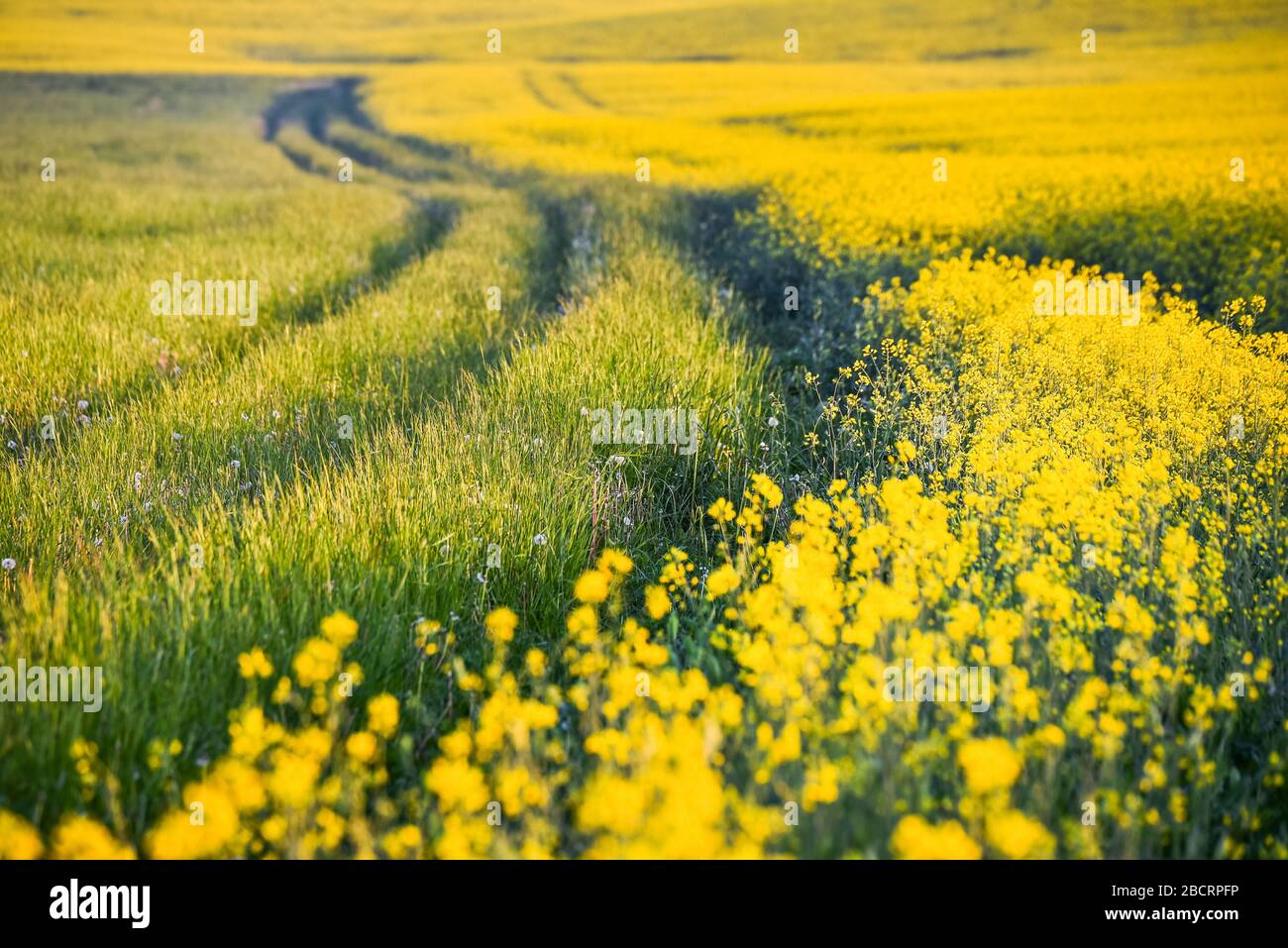 Spring calm morning nature in soft light, agricultural colza field ...