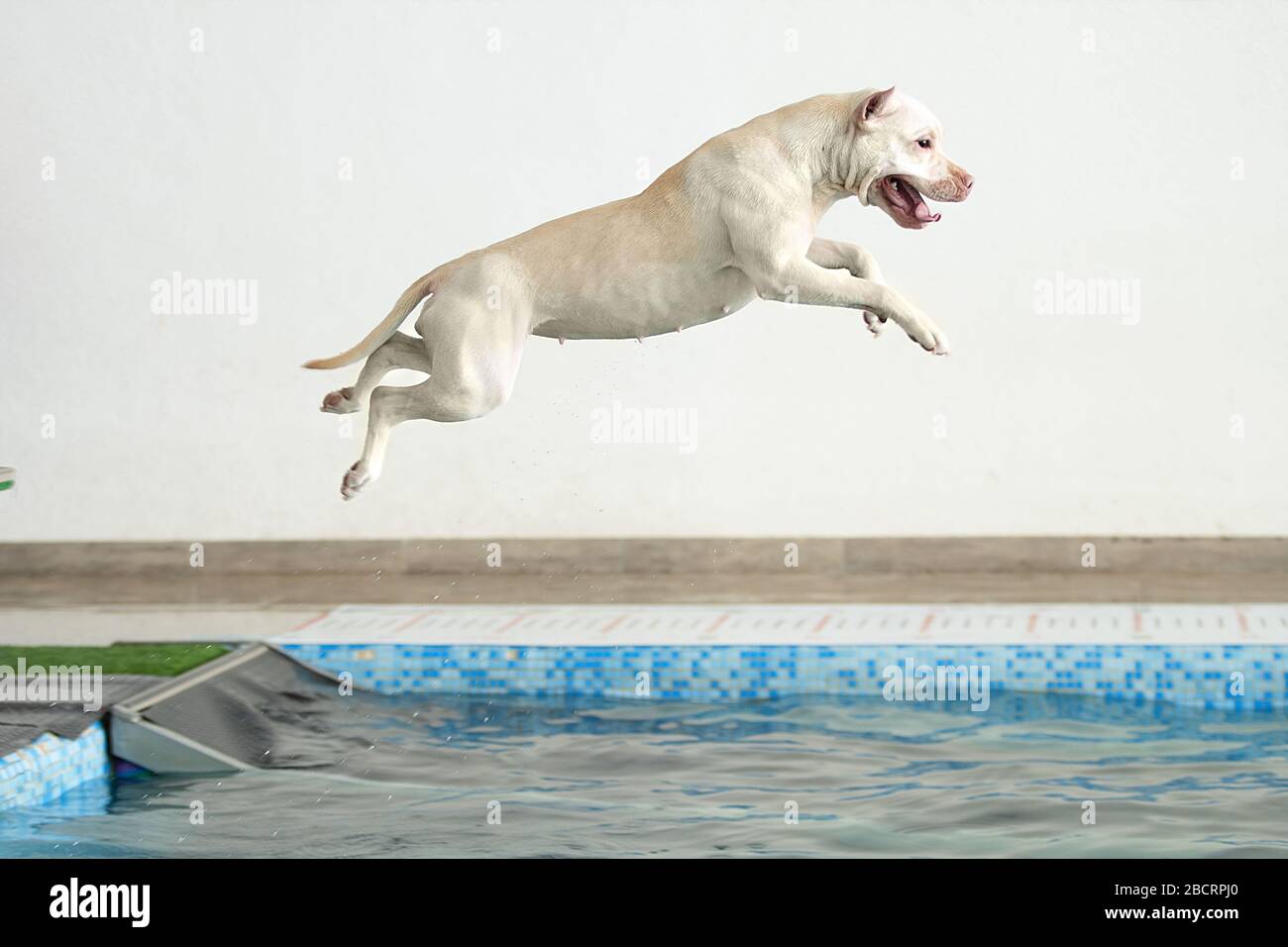 A dog jumps from a springboard into a pool Stock Photo - Alamy