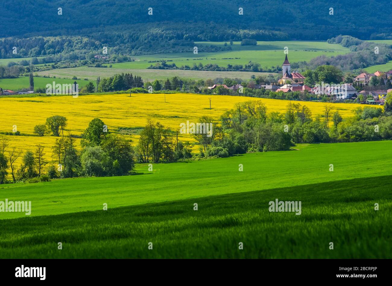 Agricultural spring colza and wheat field over village - rural scenery ...
