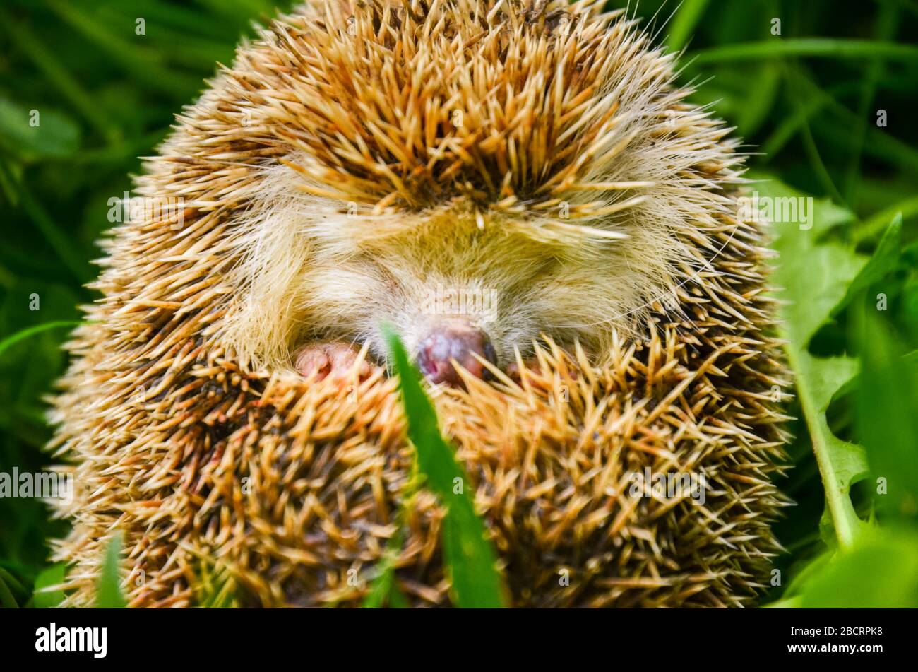 Cute wild hedgehog sleeping hi-res stock photography and images - Alamy