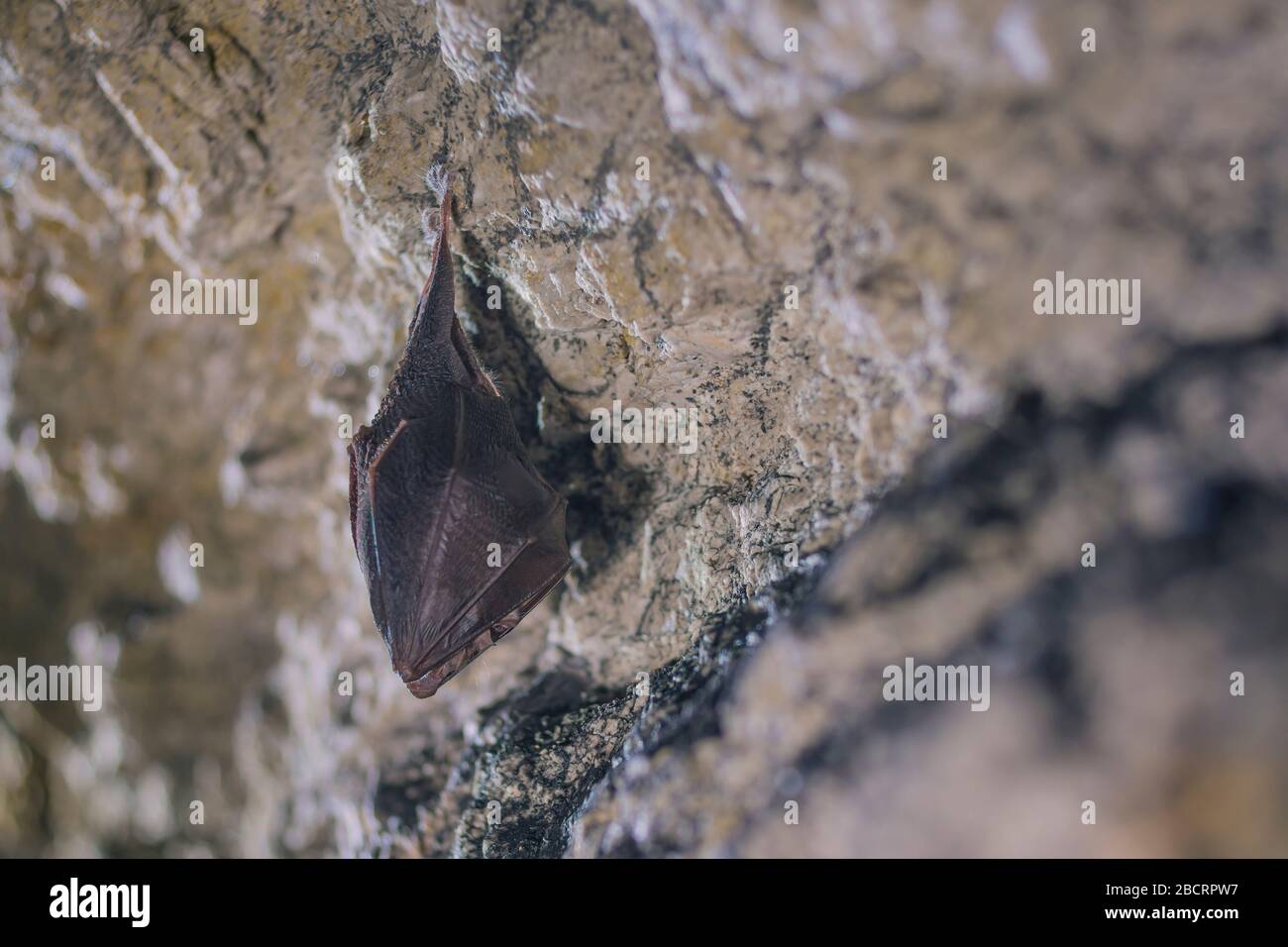 Close up small sleeping horseshoe bat covered by wings, hanging upside ...