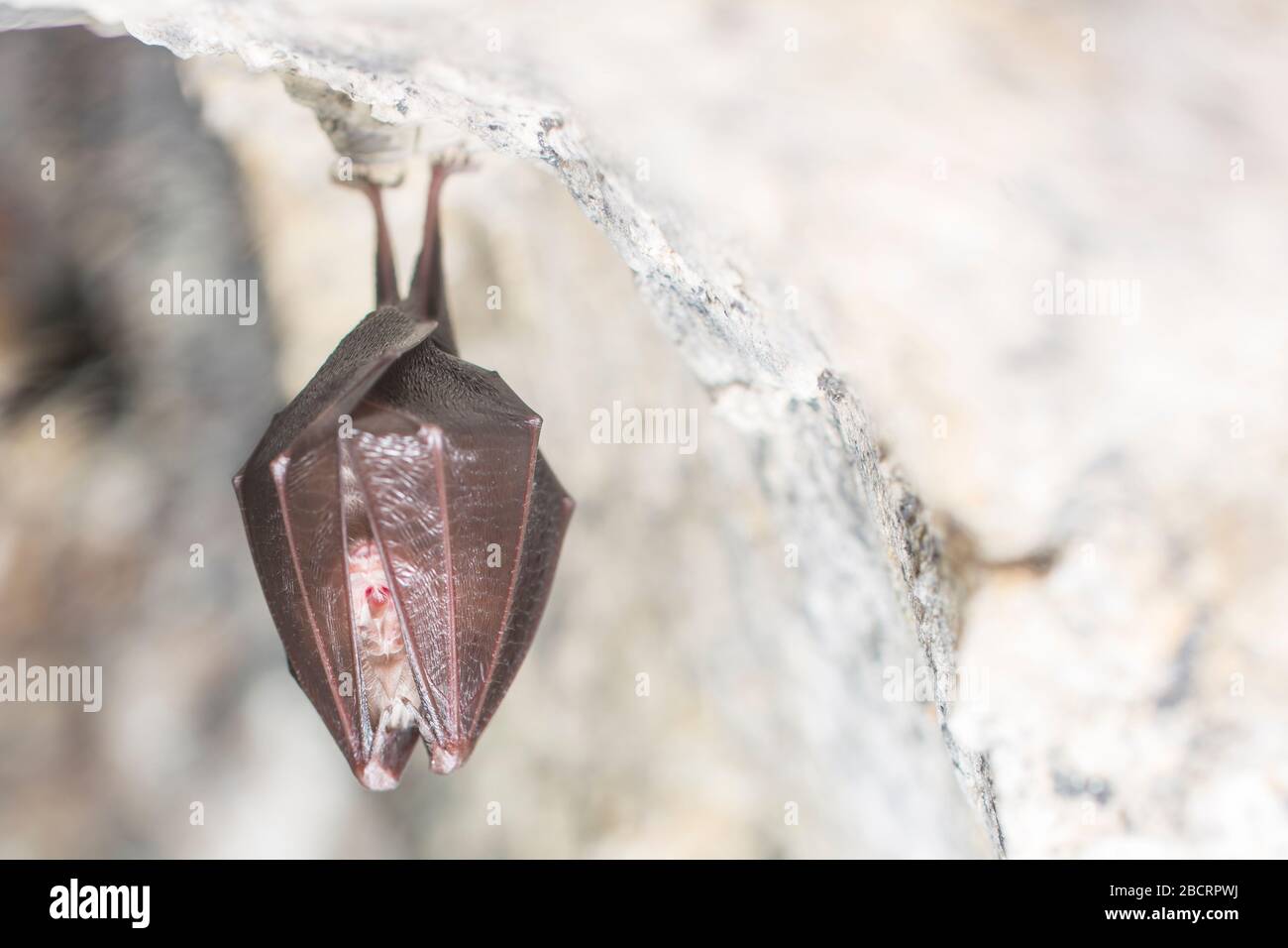 Close up small sleeping horseshoe bat covered by wings, hanging upside ...