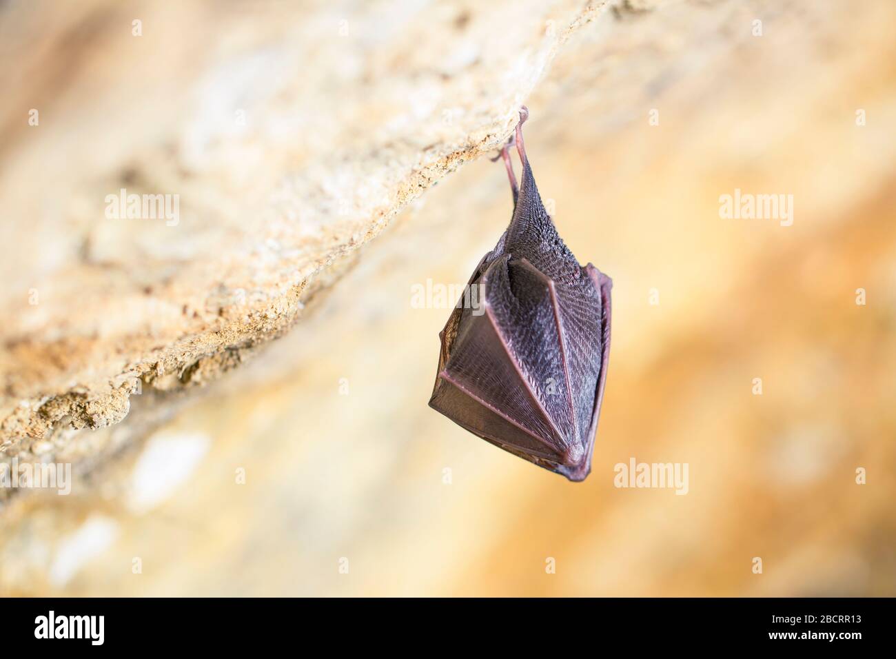 Close up small sleeping horseshoe bat covered by wings, hanging upside ...