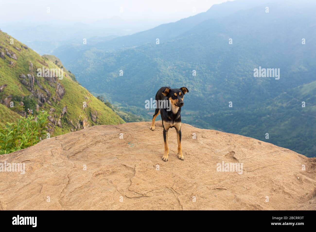 A dog stands on the edge of a cliff in the mountains Stock Photo - Alamy