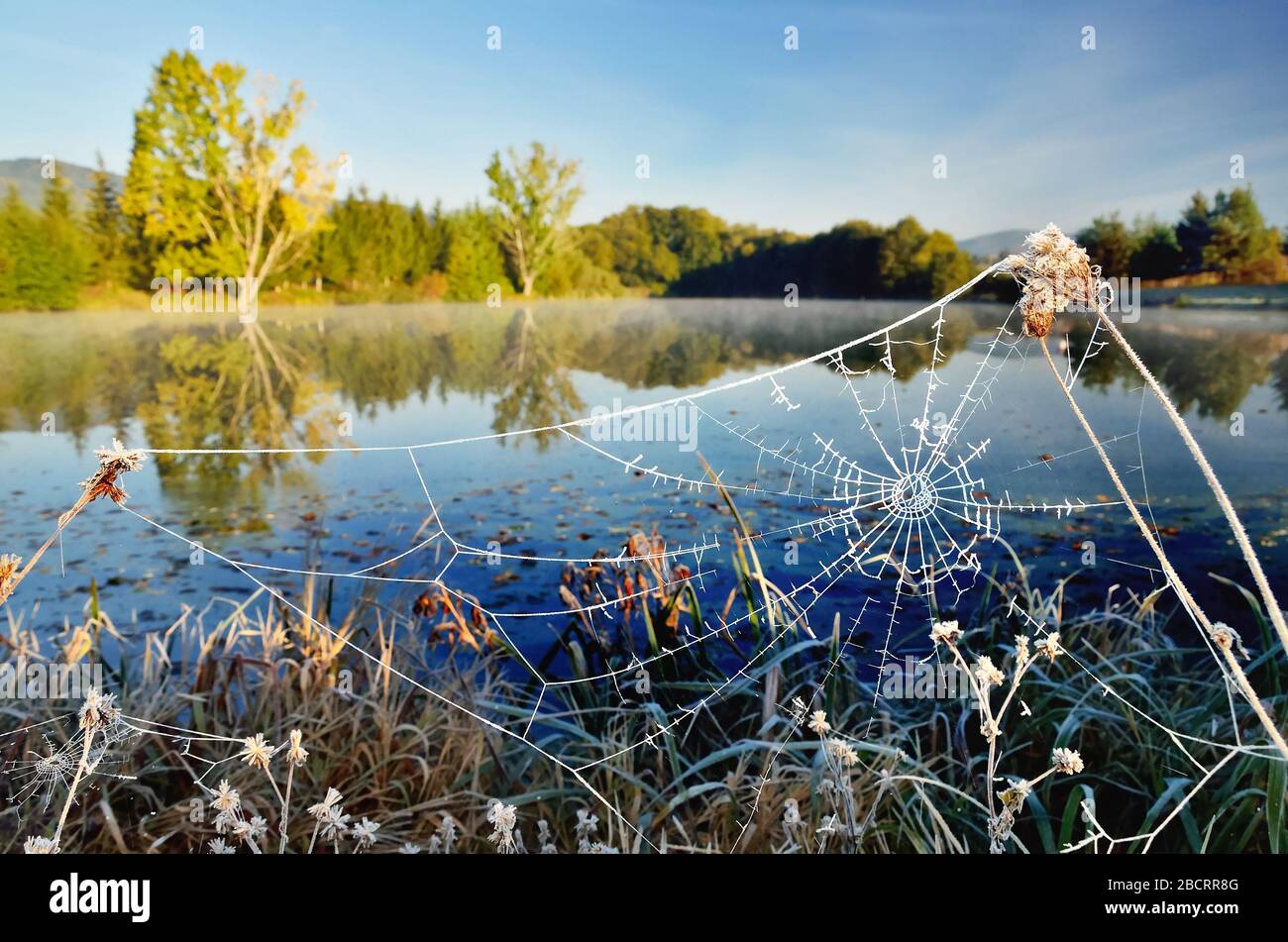 Frozen spider web on the edge of autumn lake Stock Photo - Alamy