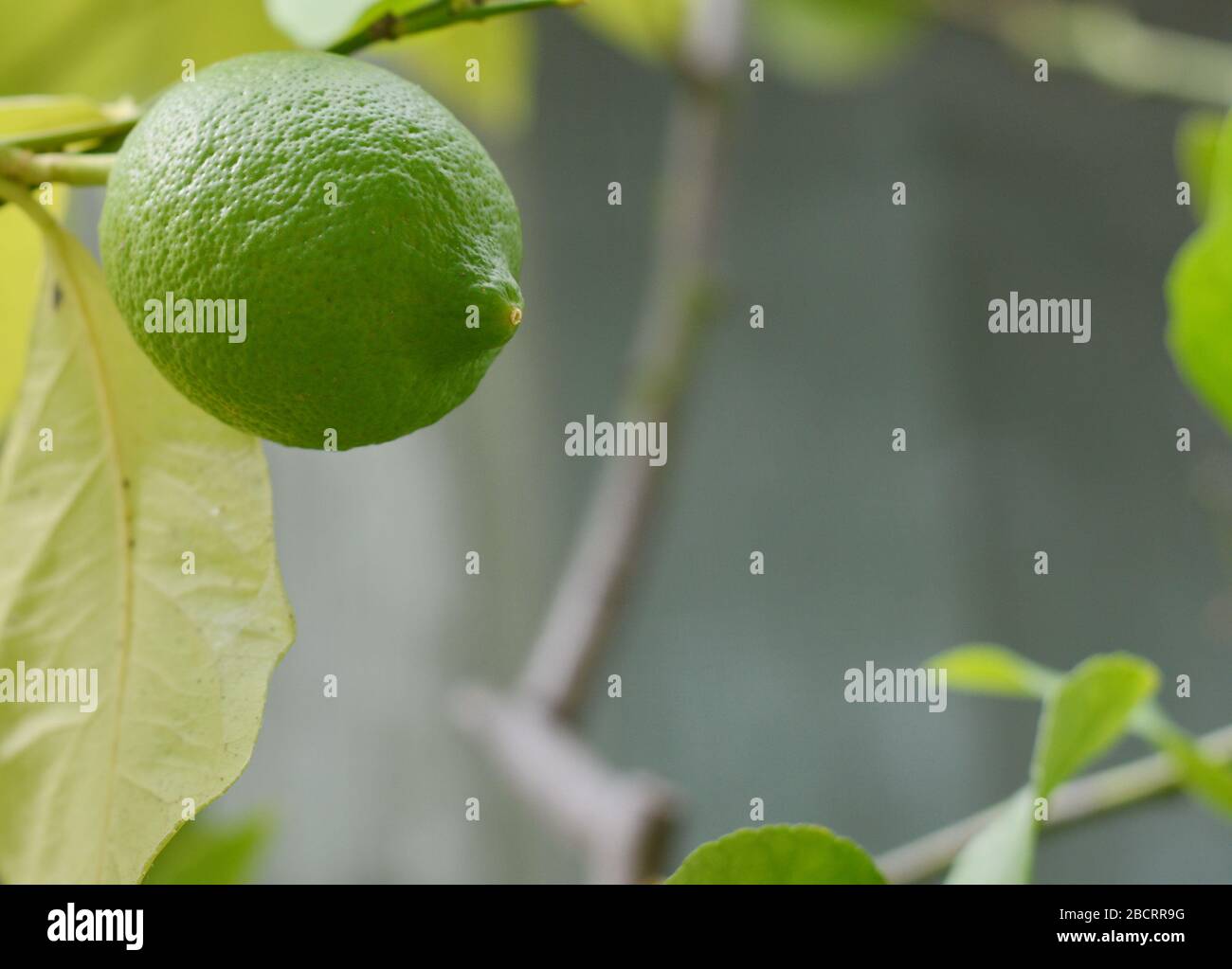 Single lemon on a tree hi-res stock photography and images - Alamy