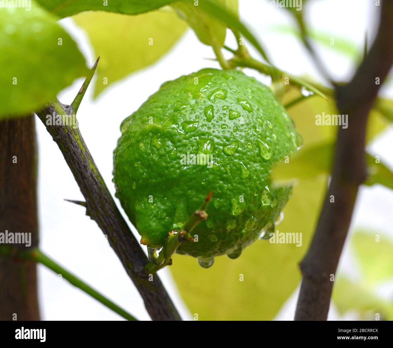 lemon growing on lemon tree Stock Photo - Alamy