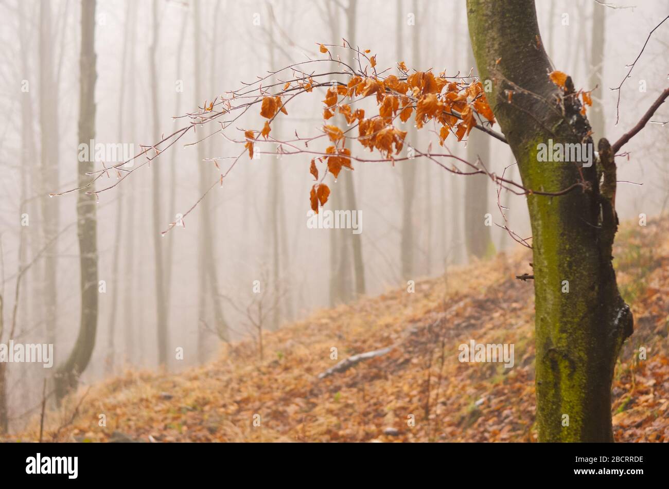 Autumn Morning Forest with sunshine, Slovakia. Wallpaper with space for ...