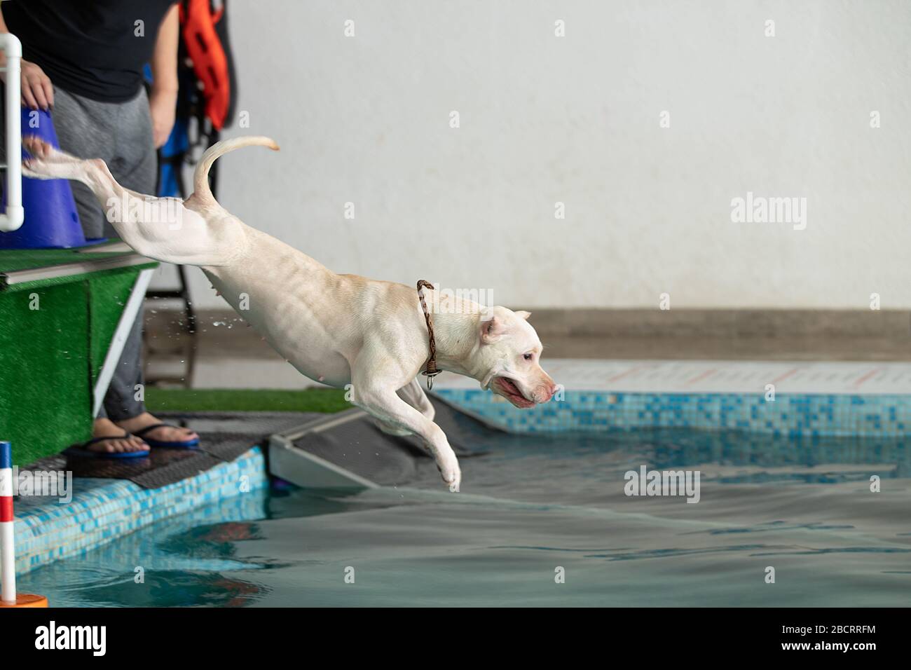 A dog jumps from a springboard into a pool Stock Photo - Alamy