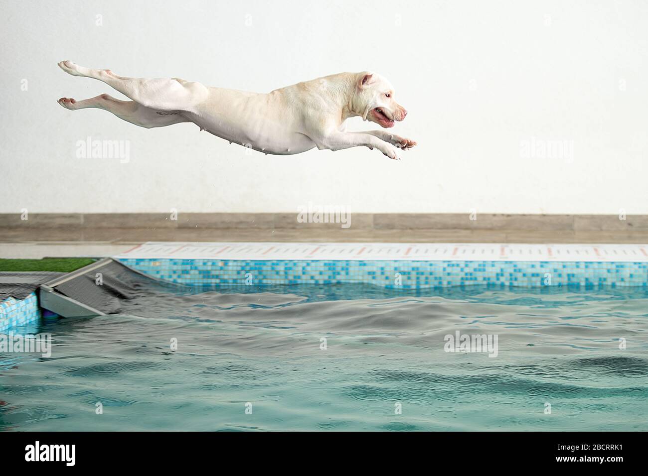 A dog jumps from a springboard into a pool Stock Photo - Alamy