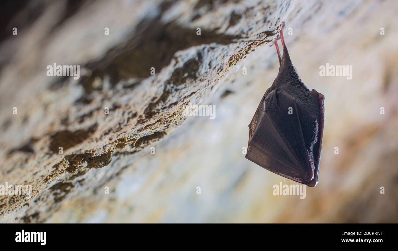 Close up small sleeping horseshoe bat covered by wings, hanging upside ...