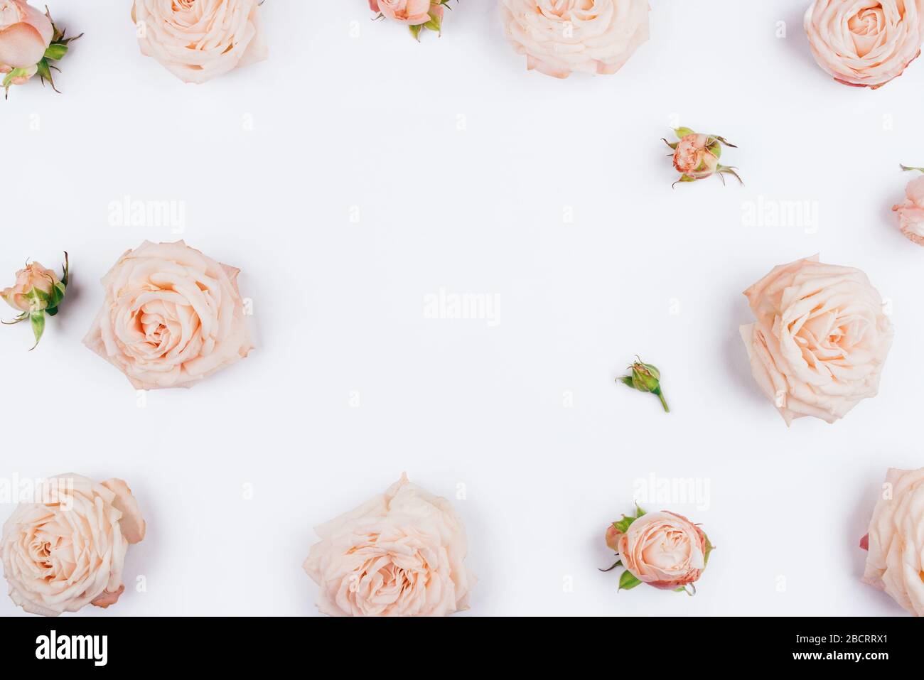 Spring background. Rose flowers on a white background Stock Photo - Alamy