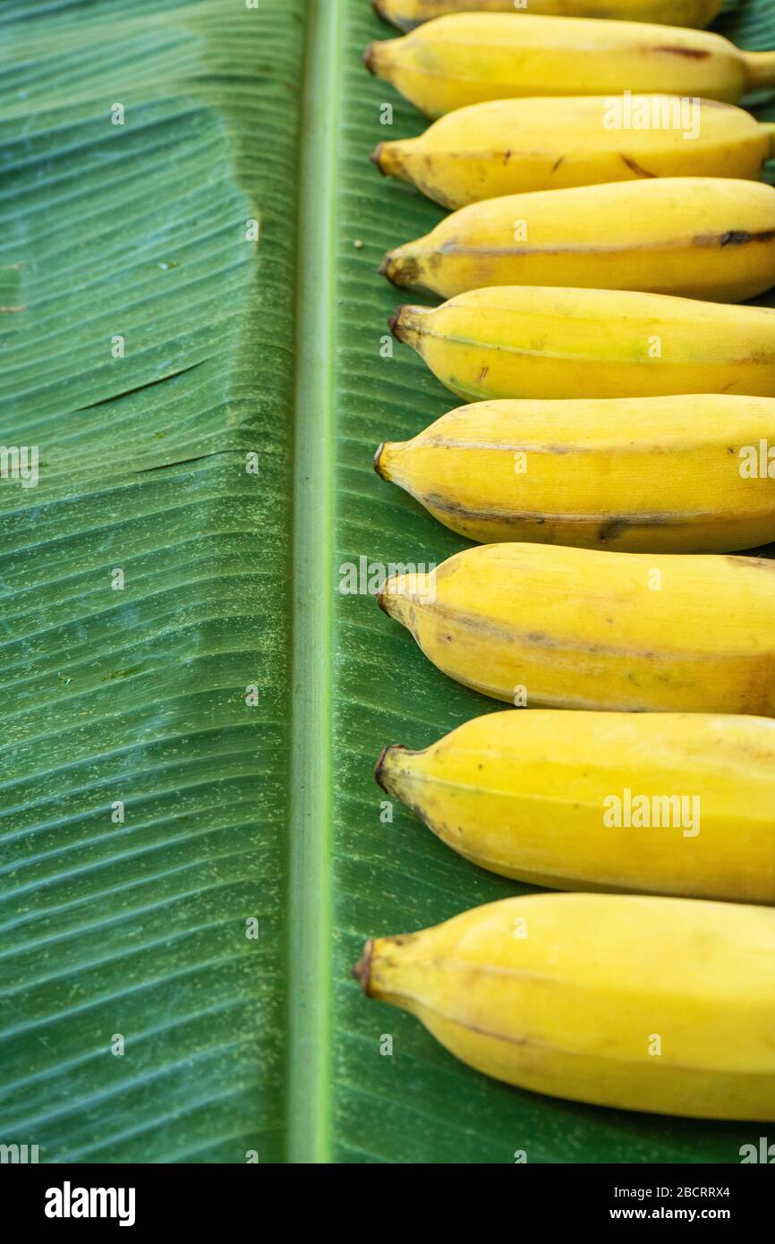 Flat lay layout of yellow bananas on a green banana leaf. Eco food ...
