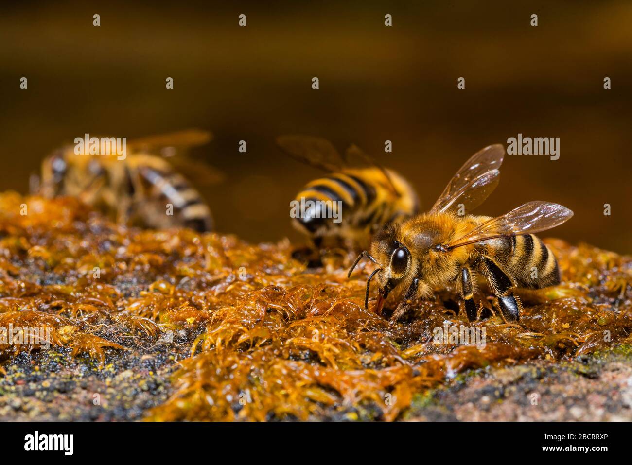 Bees drinking water from wet moss, bees drinking water, macro photo ...