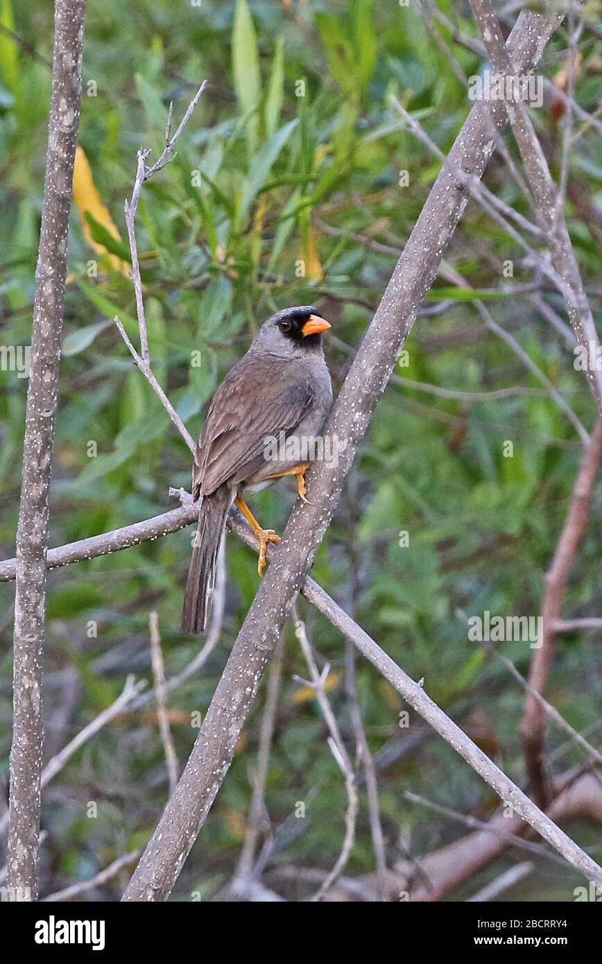 Grey winged inca finch hi-res stock photography and images - Alamy
