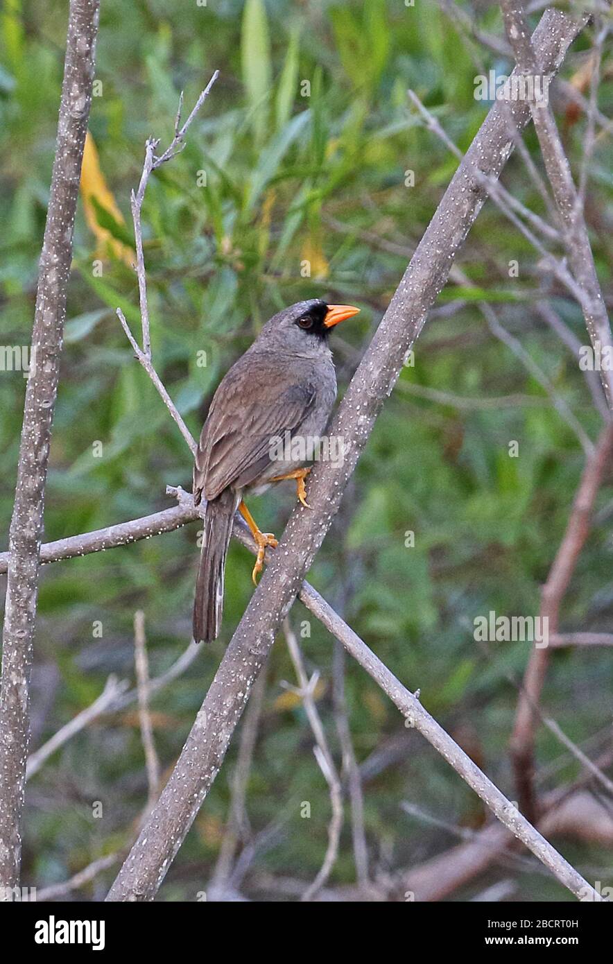 Grey winged inca finch hi-res stock photography and images - Alamy