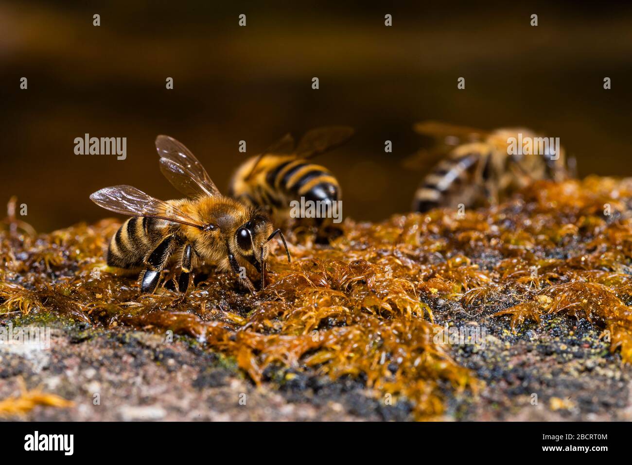 Bees drinking water from wet moss, bees drinking water, macro photo ...