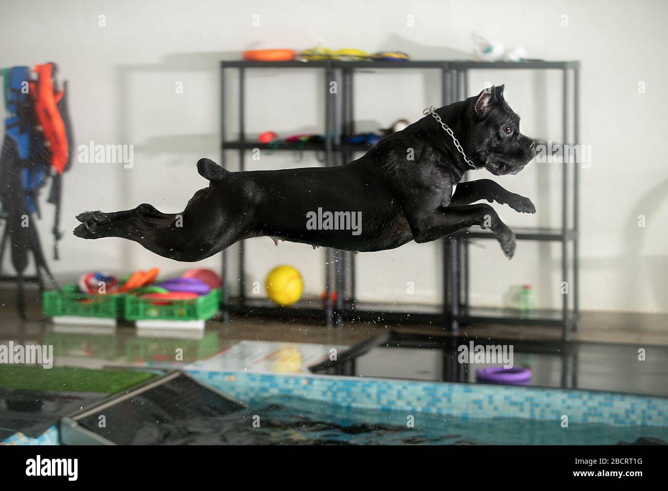 A dog jumps from a springboard into a pool Stock Photo - Alamy