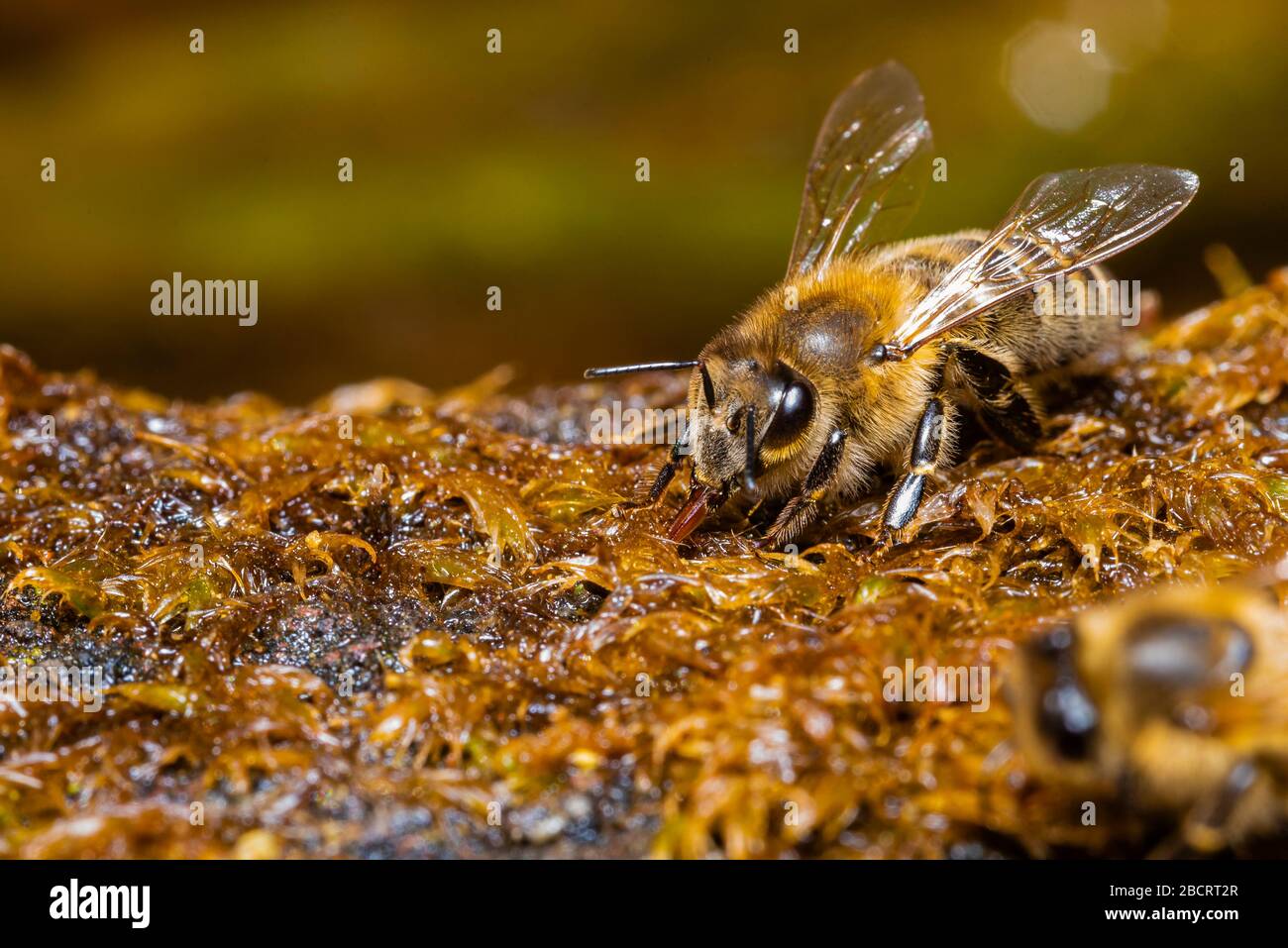 Bees drinking water from wet moss, bees drinking water, macro photo ...