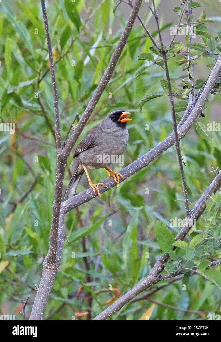 Grey winged inca finch hi-res stock photography and images - Alamy