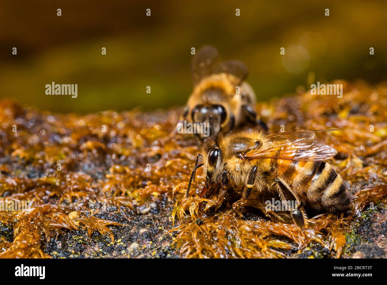 Bees drinking water from wet moss, bees drinking water, macro photo ...