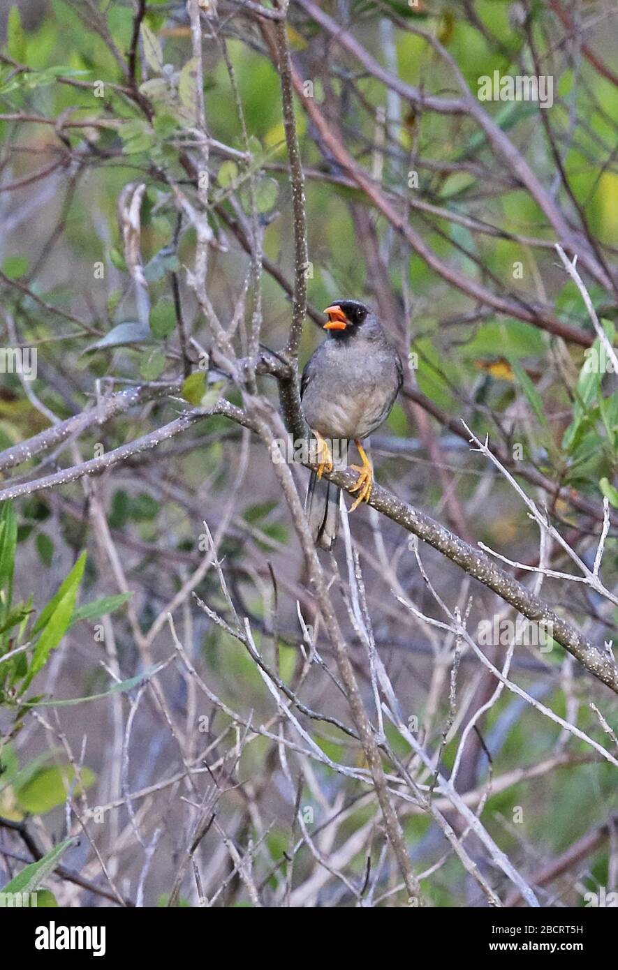 Grey-winged Inca-finch (Incaspiza ortizi) adult perched on branch in ...