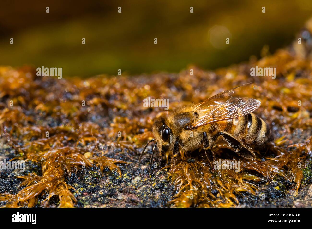Bees drinking water from wet moss, bees drinking water, macro photo ...
