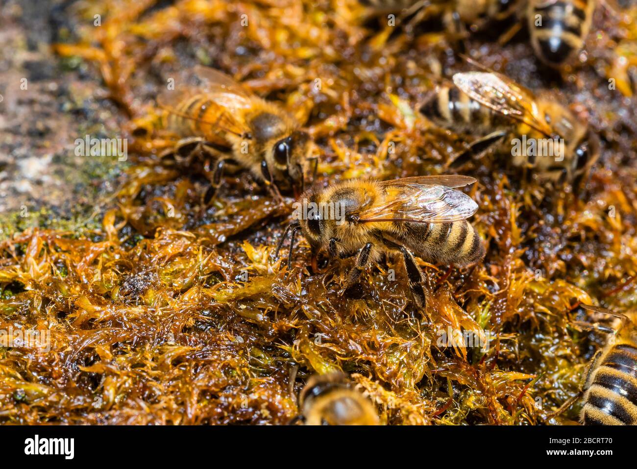 Bees drinking water from wet moss, bees drinking water, macro photo ...