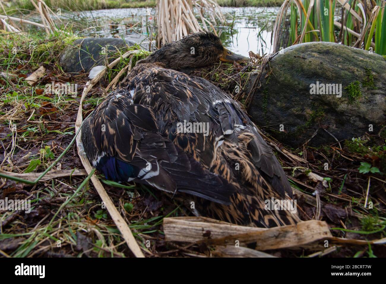 A dead female mallard, killed by males while mating, Kildary, Ross ...