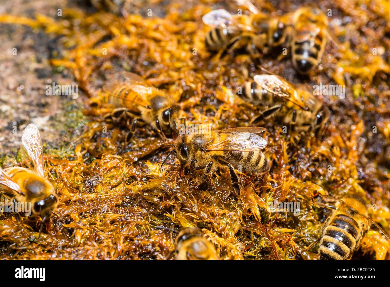 Bees drinking water from wet moss, bees drinking water, macro photo ...
