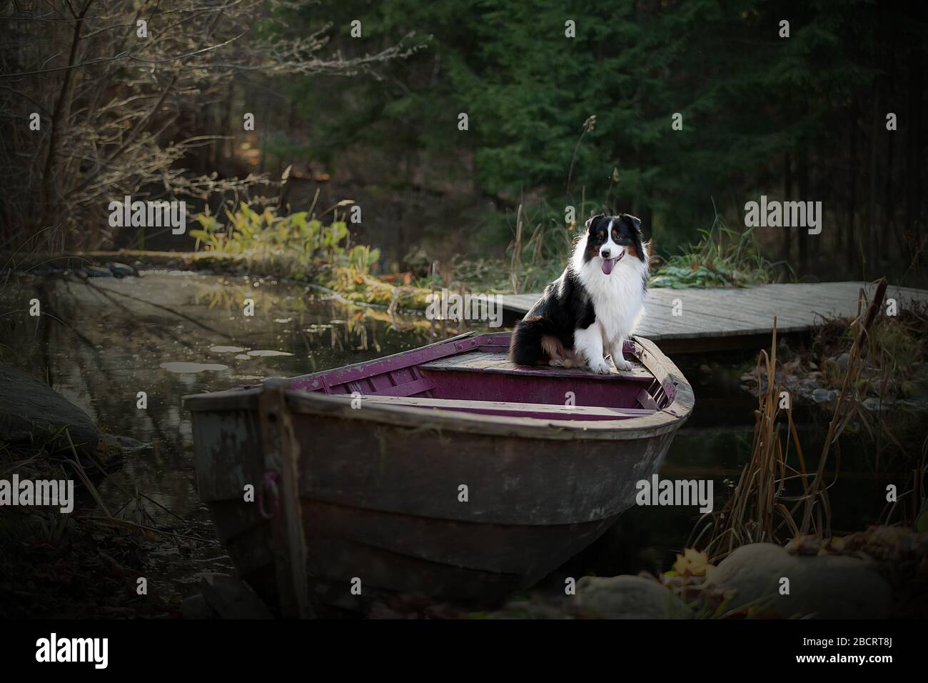 Border collie by the water. Nice portraits. Next to the boat Stock ...