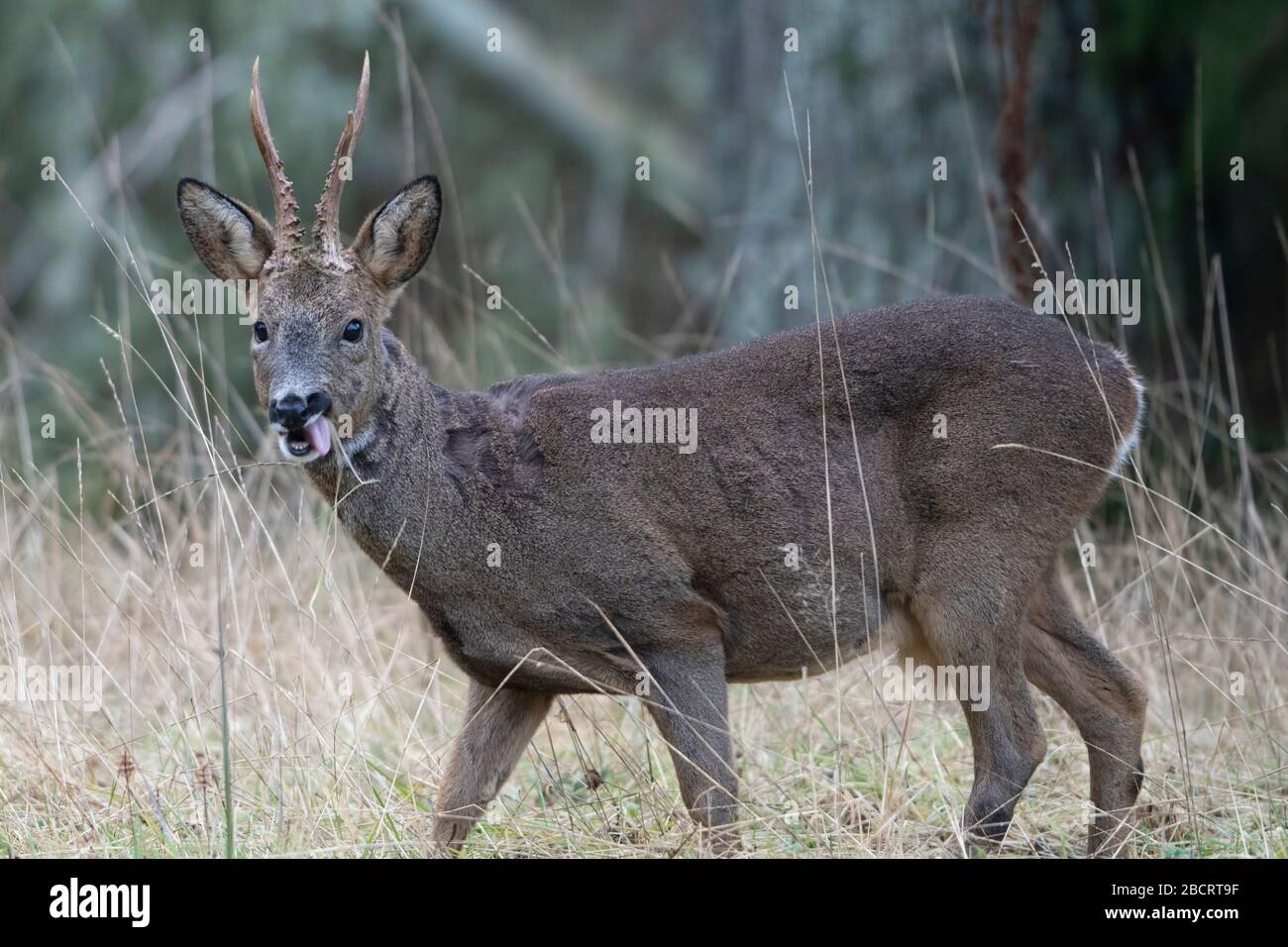 A male Roe Deer (Capreolus capreolus) feeding in a garden, Kildary ...